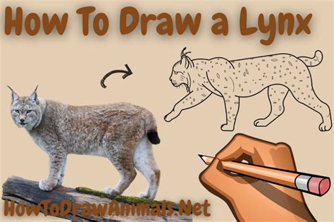 How To Draw A Lynx Fun And Easy Drawing Tutorial