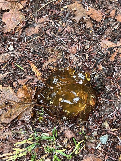 What Is This Jelly Like Substance Found On The Ground In Vancouver Bc R Lpotl