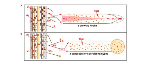 The Accumulation Of Nls In Extraradical Hyphae In A Growing Hypha A Download Scientific