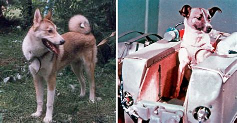 최초로 우주에 보내진 개 라이카 알아보기 비마이펫 라이프