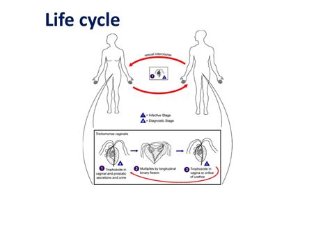 Ppt Luminal And Intestinal Flagellates Powerpoint Presentation Id2883271