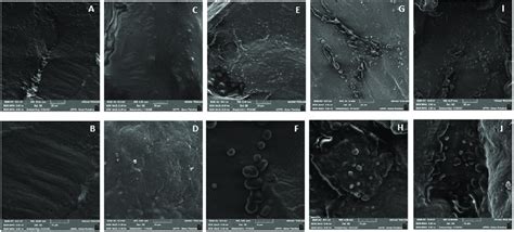 Scanning Electron Micrographs Of The Beef Patties Without Oil Essential