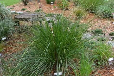 Gamma Grass Gardening In The Panhandle