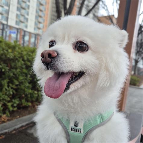 폼피츠 사랑이 강아지 책임분양 ♥ 아이조아 유기방지입양 파양 강아지보호소 고양이보호소 무료분양센터