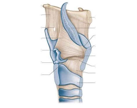 Quadrangular Membrane Csd Quiz