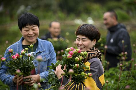 浦江芍药花丰产农民笑 浙江新闻 浙江在线