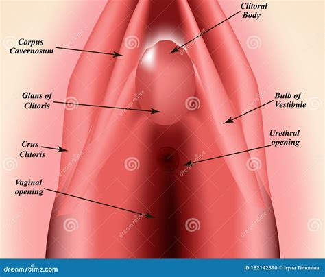 Hymen Cartoons Illustrations And Vector Stock Images 217 Pictures To