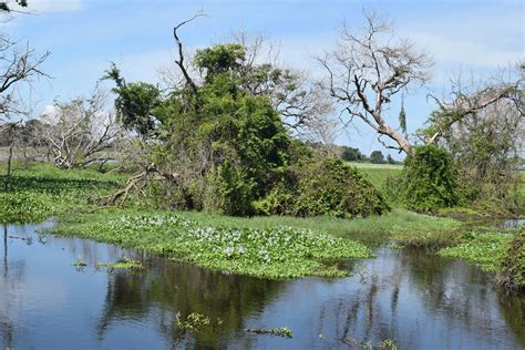 ආනවිළුන්දාව රැම්සා අභය භූමිය තුළ ඇති විශාල ප්‍රමාණයේ ගස් මිය යාමේ තර්ජනයක Dasatha Lanka News