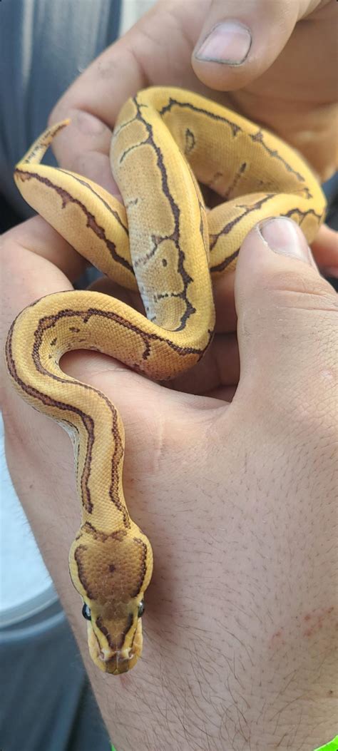 Can Anyone Help Me Identify This Guy S Morph We Picked Him Up A Few Months Ago Any Help Would