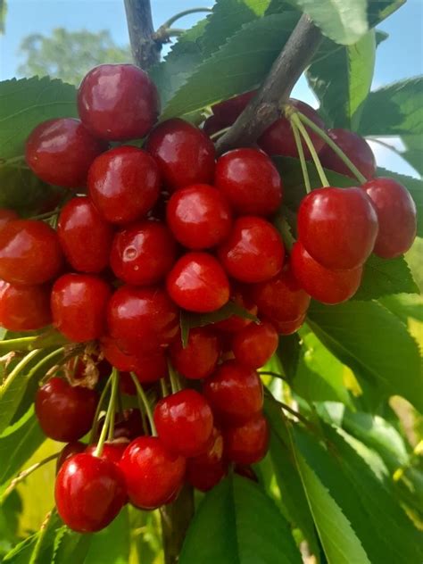 Sadnice Voća Novi Sad Erasadnik Antić