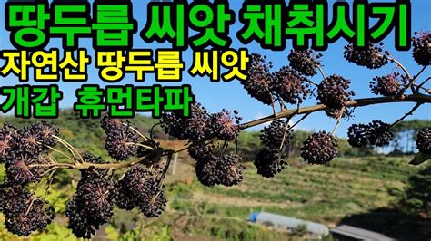 땅두릅 씨앗 채취시기는 꼭 이럴때 하셔야됩니다 Youtube