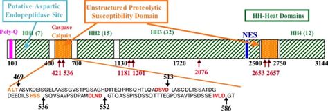 Schematic Of Htt Structure With Four Heat Repeat Domains Hh With The Download Scientific