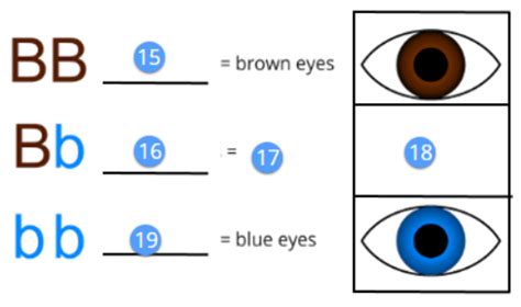 Genotype Vs Phenotype Eyes