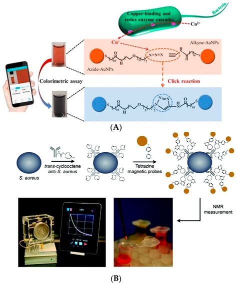 Biosensors Coupled With Signal Amplification Technology For The Detection Of Pathogenic Bacteria