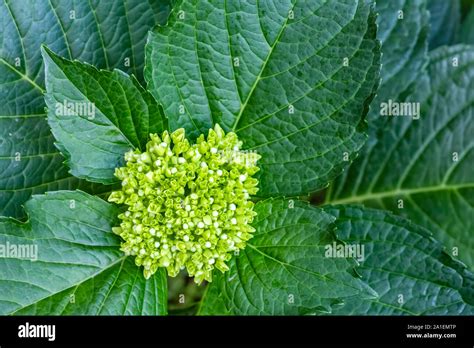 Hydrangea Macrophylla Leaf