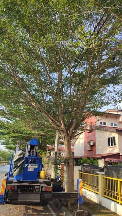 Servis Potong Pokok Hj Landscape