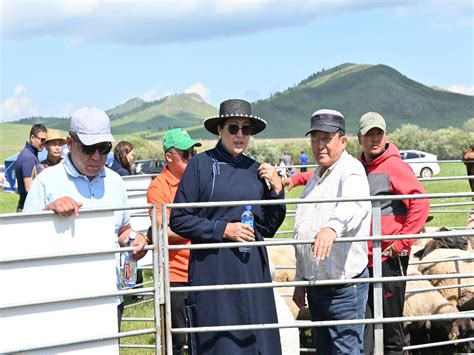 Мах ноосны чиглэлийн суффолк үүлдрийн хонины аж ахуйг танилцууллаа