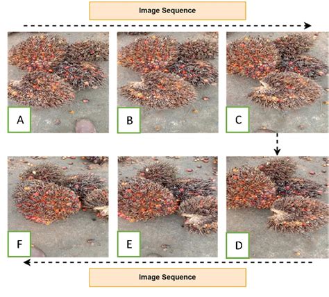 Figure 1 From Video Based Oil Palm Ripeness Detection Model Using Deep Learning Semantic Scholar