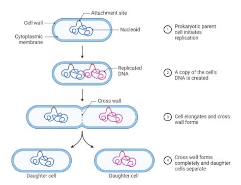 Reproduction Method Of Bacteria Binary Fission Conjugation Transformation Transduction