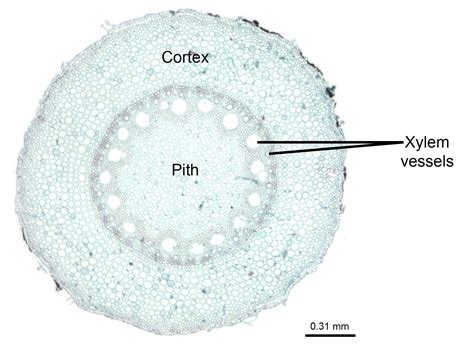 Corn Root Cross Section