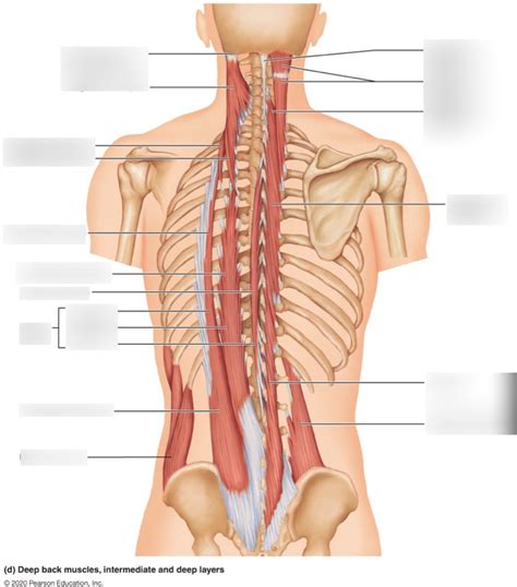 Deep Back Muscles Intermediate And Deep Layers Diagram Quizlet