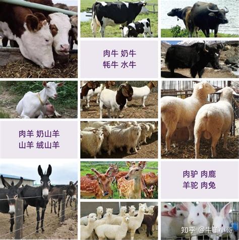 赤乐川牛羊催肥增重剂新品抓膘1号隆重发布引领育肥催肥风暴 知乎