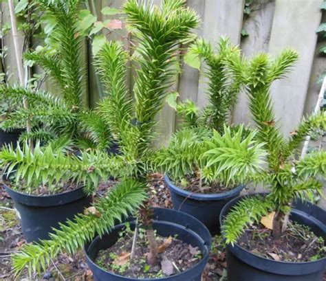 Monkey Puzzle Tree Forestry Com