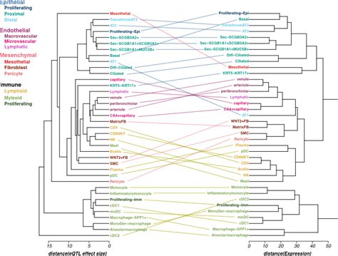 Cell Type Level Eqtl Pairwise Sharing And Global Patterns