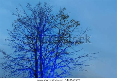 Naked Tree Highlighted Blue Illumination Against Stock Photo Shutterstock