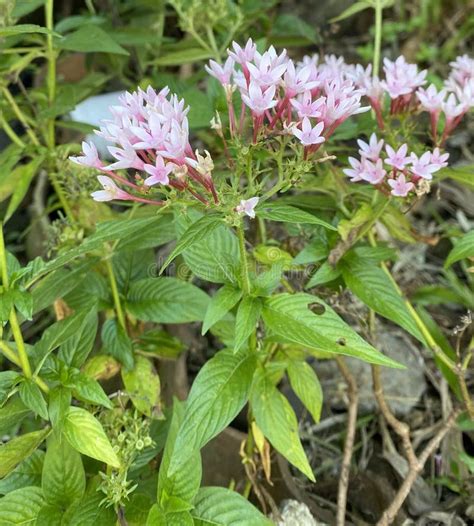 Starla Metart Stock Photos Free Royalty Free Stock Photos From Dreamstime