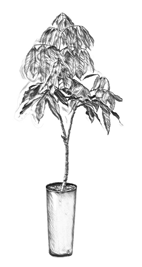 Planta De Litchi Persea Nurseries