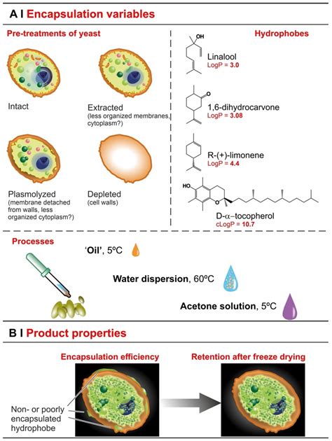 Molecules Free Full Text A Quantitative Re Assessment Of Microencapsulation In Pre Treated