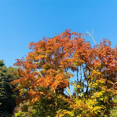 Oneus Community Posts 숀플리🎧 가을속에서 화사woogie 최근에 스케줄 중에 가을을 만났어요 요즘 서울에서는 단풍보기가 힘든데 너무 예뻐서 찍어왔어