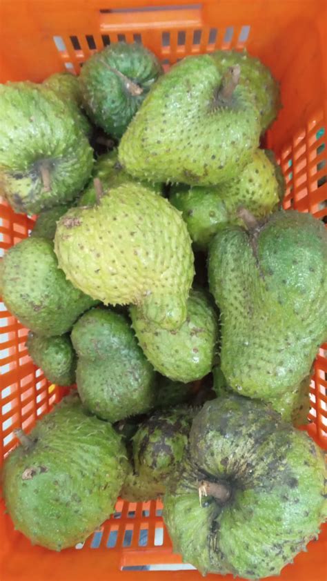 Soursop Wild Kerala Naturessoulshop