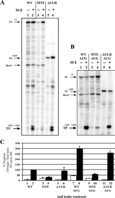 Primer Extension Inhibition Assays Toeprints Of Fepb Leader Download Scientific Diagram
