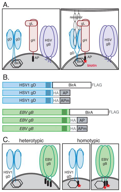Proximity Biotinylation Prob Uses An Enzyme And Substrate Pair To Download Scientific Diagram