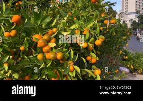 A Lot Of Orange Trees With Ripe Fruits On Them Buying Orange Trees Is A Tradition Of Asian