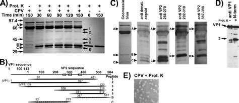 A Protein Composition Of Cpv 2 Full Capsids After Incubation With 76 Download Scientific