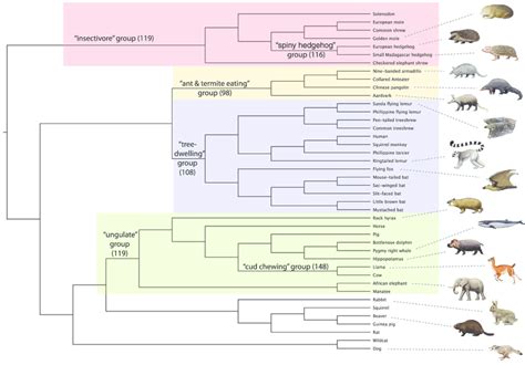 Polyphyletic Ecomorphology Groups Polyphyletic Ecomorphology Groups