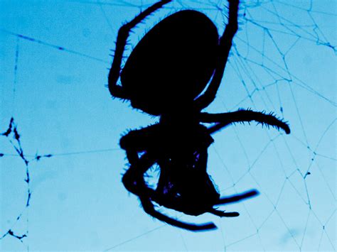 Not A Love Story A Blog Post About Spider Sex Ibycter