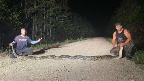 Record Breaking Python Captured In Florida Wfla