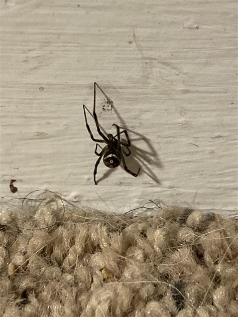 What Spider Is This Looks Like Black Widow But Its Brown And No Red