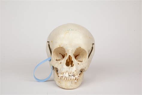 Uncut Pediatric Skull 0364 Bone Museum