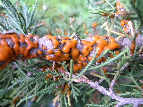 Cedar Apple Rust Prairie State Bonsai Society