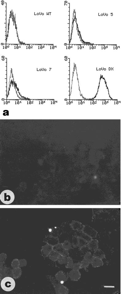 P Glycoprotein Surface Expression And Distribution In Unfixed Lovo