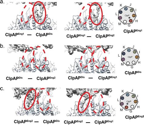 Difference Maps Of The Clpap Interface Difference Maps Of The Cryo Em