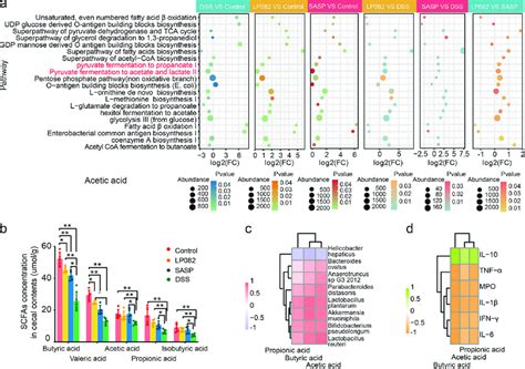 The Important Role Of Scfas In Alleviation Of Dss Induced Uc A Gut Download Scientific