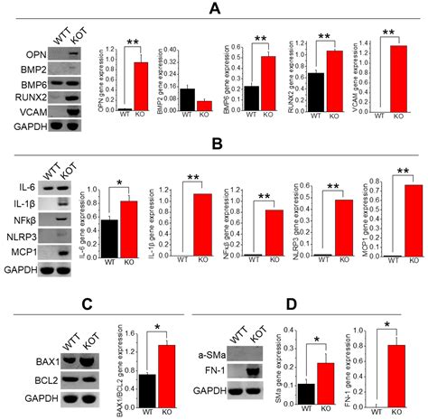 The Rise In Tubular Ph During Hypercalciuria Exacerbates Calcium Stone Formation