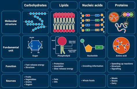 Functional Protein Molecule
