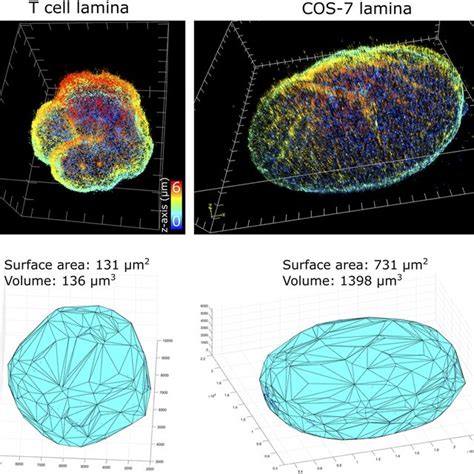 Subdiffraction Resolution Of Membrane Features In Cos 7 Nuclear Download Scientific Diagram